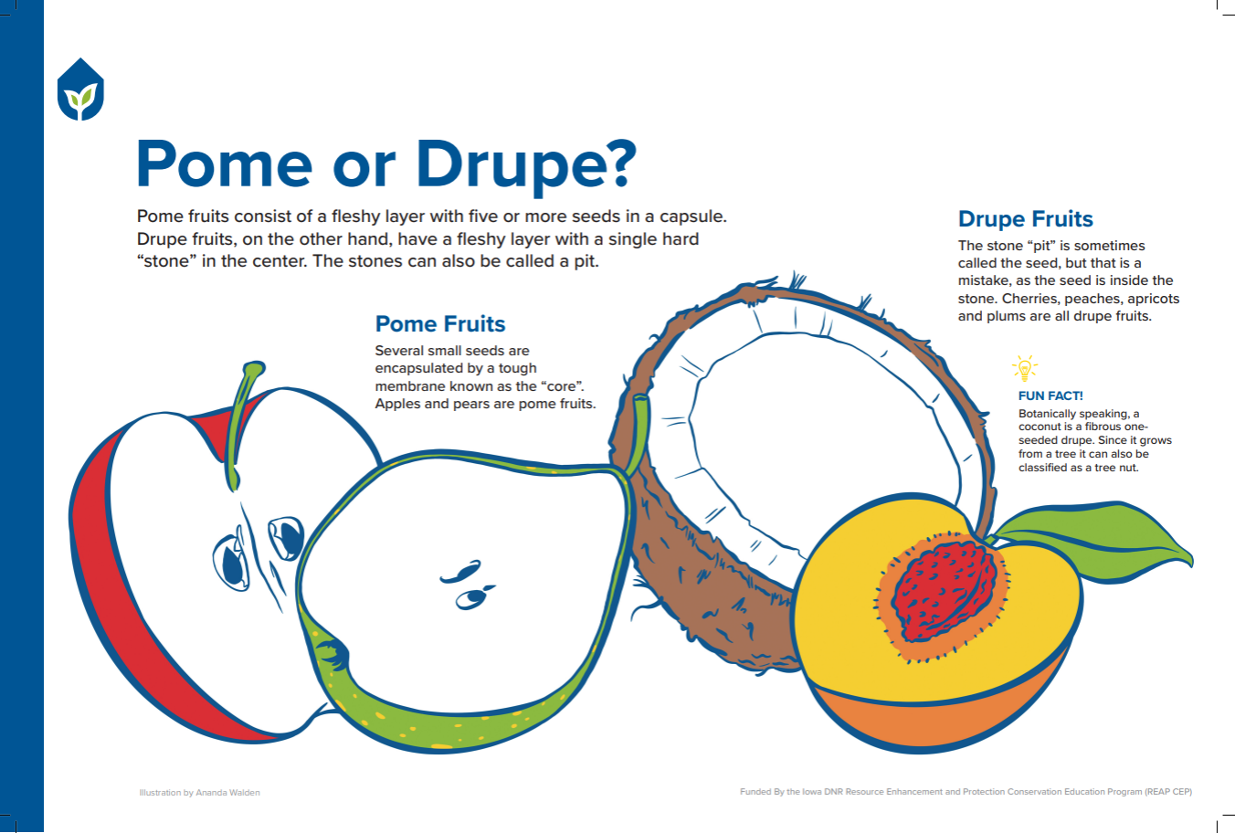 Pome or Drupe – Sprout: The Des Moines Urban Youth Learning Garden at ...